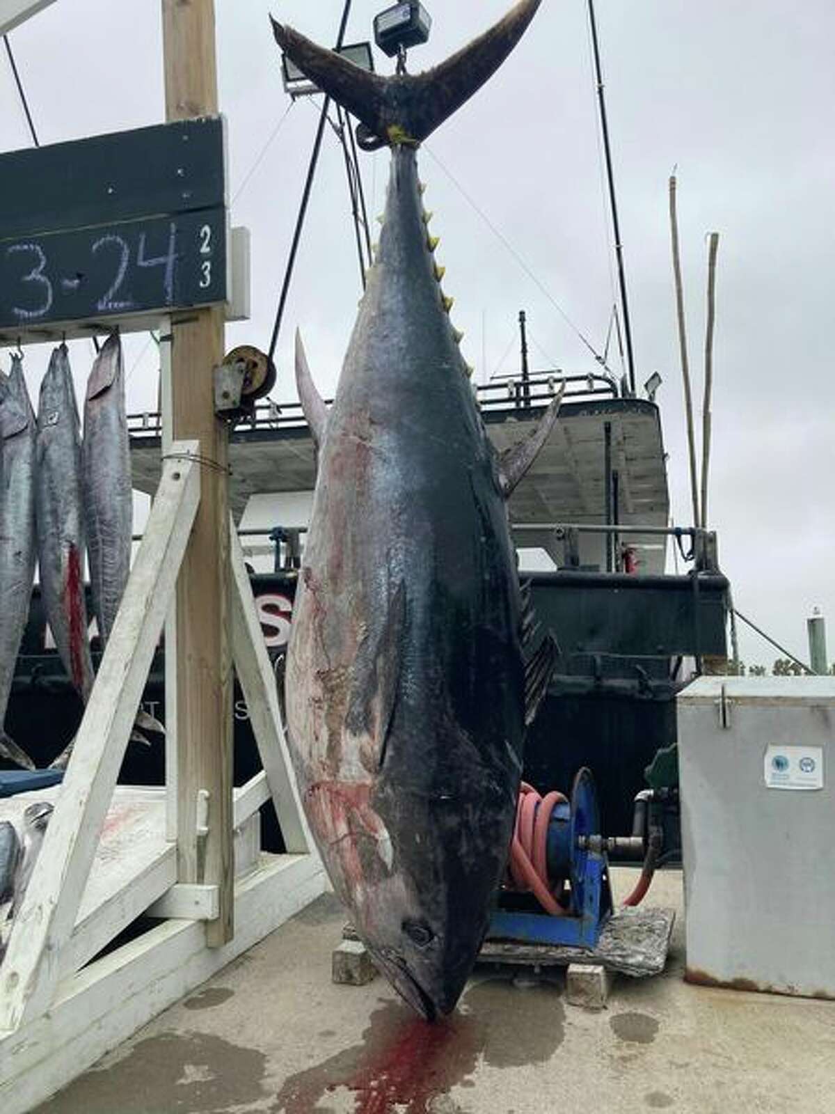 Photos: Texas fishing crew reel in massive 676-pound bluefin