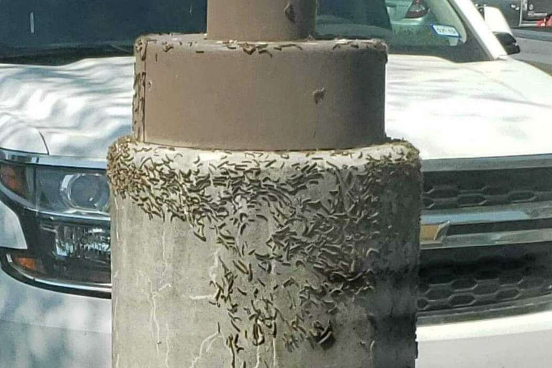 Houston webworms: What are they and how to get rid of them