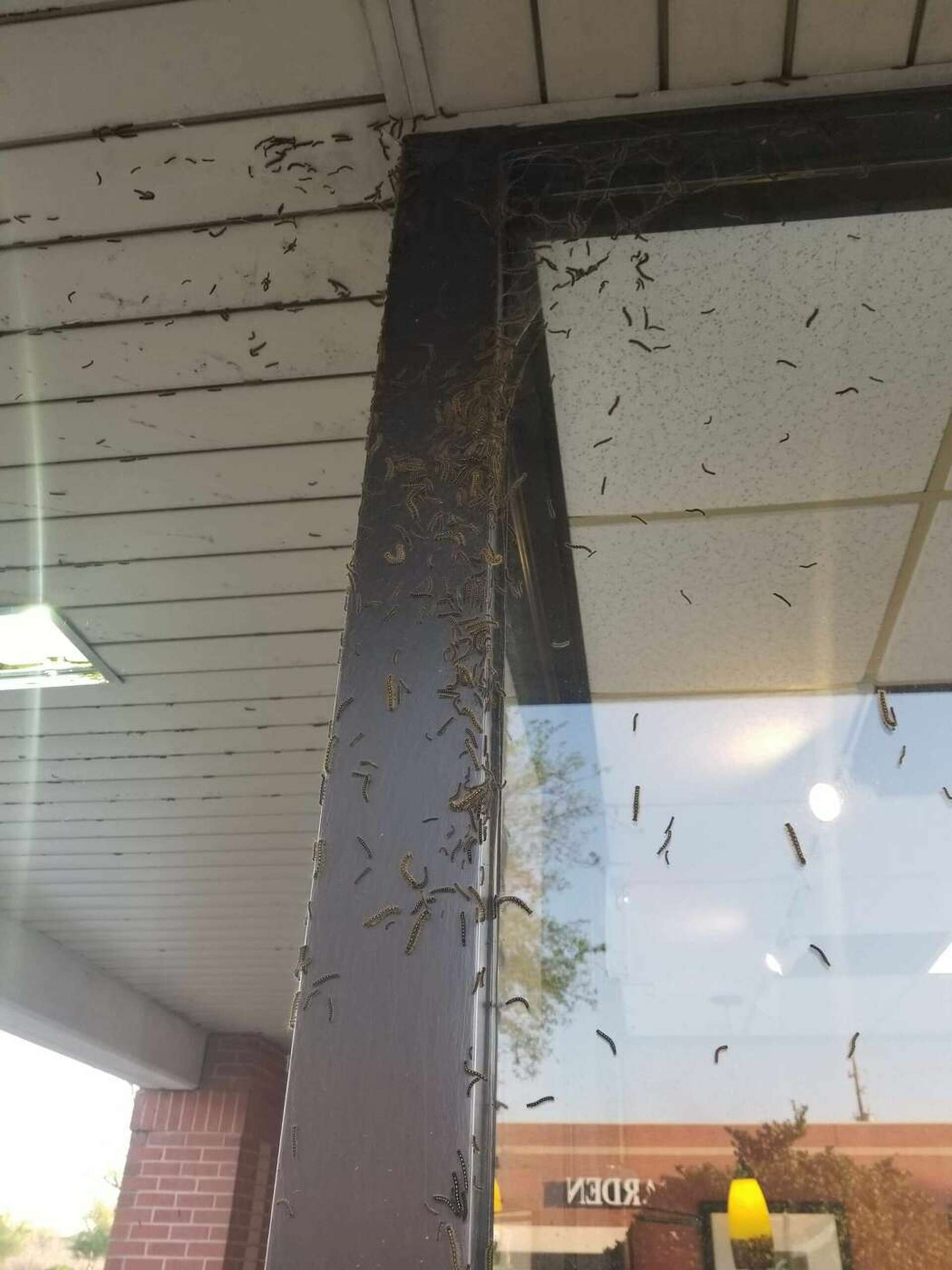 Houston webworms: What are they and how to get rid of them