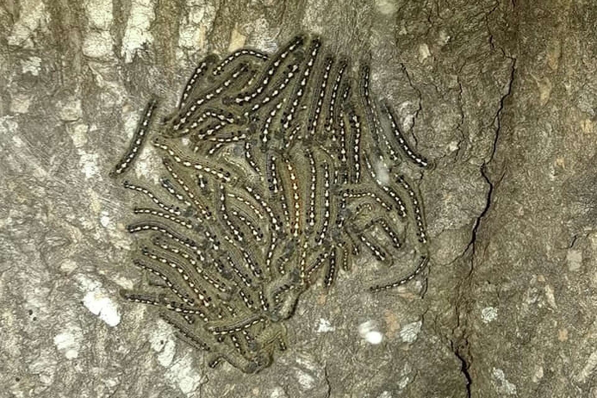 Houston is seeing swarms of fuzzy caterpillars. Here's what to know.