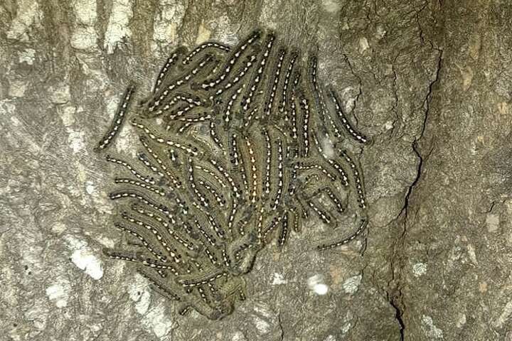 Houston webworms: What are they and how to get rid of them