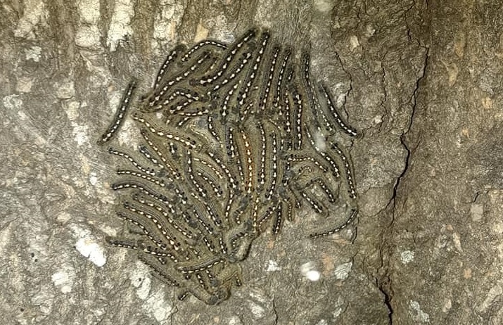 Houston is seeing swarms of fuzzy caterpillars. Here's what to know.