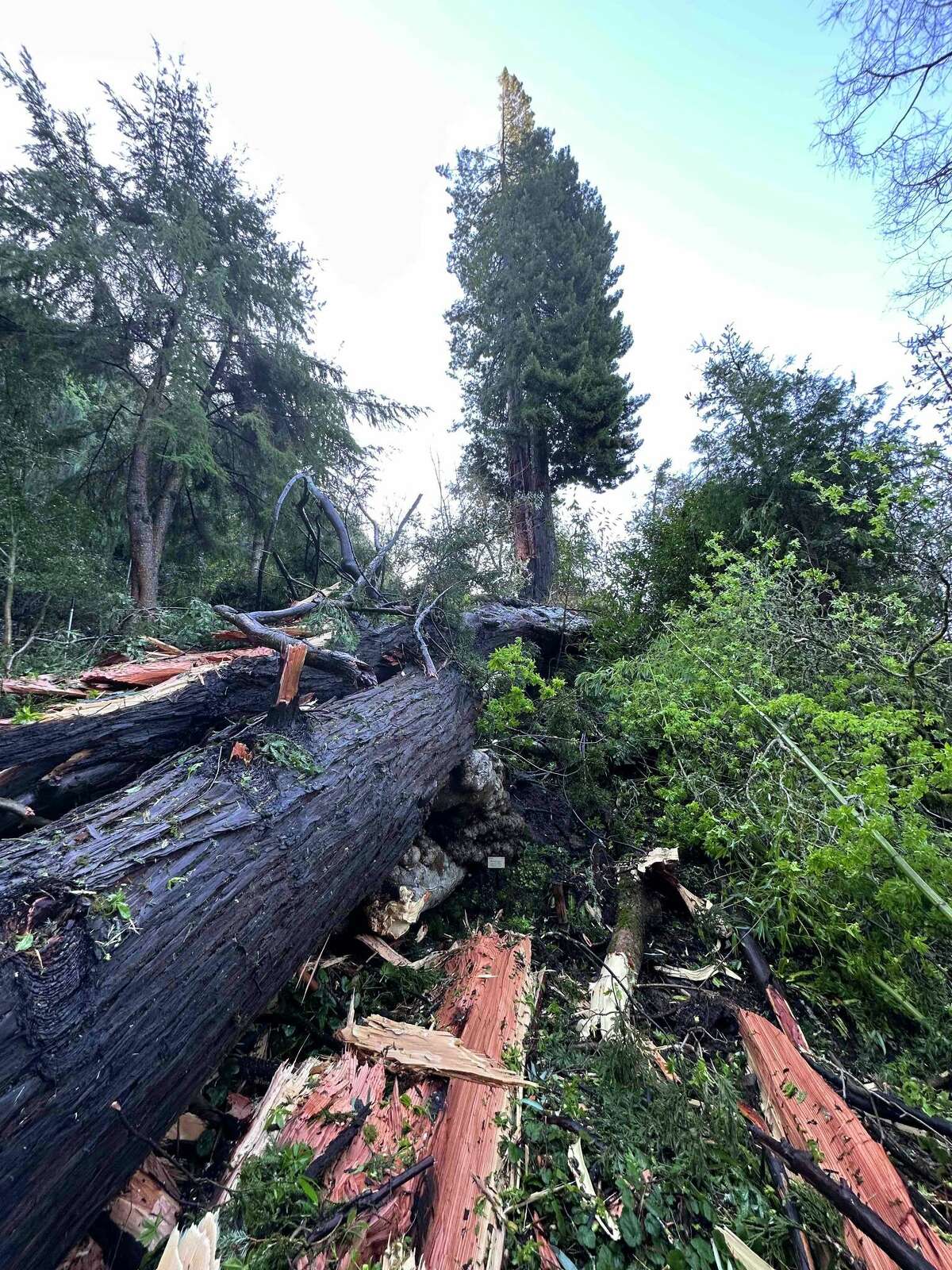 California storms destroy ancient UC Botanical Garden trees