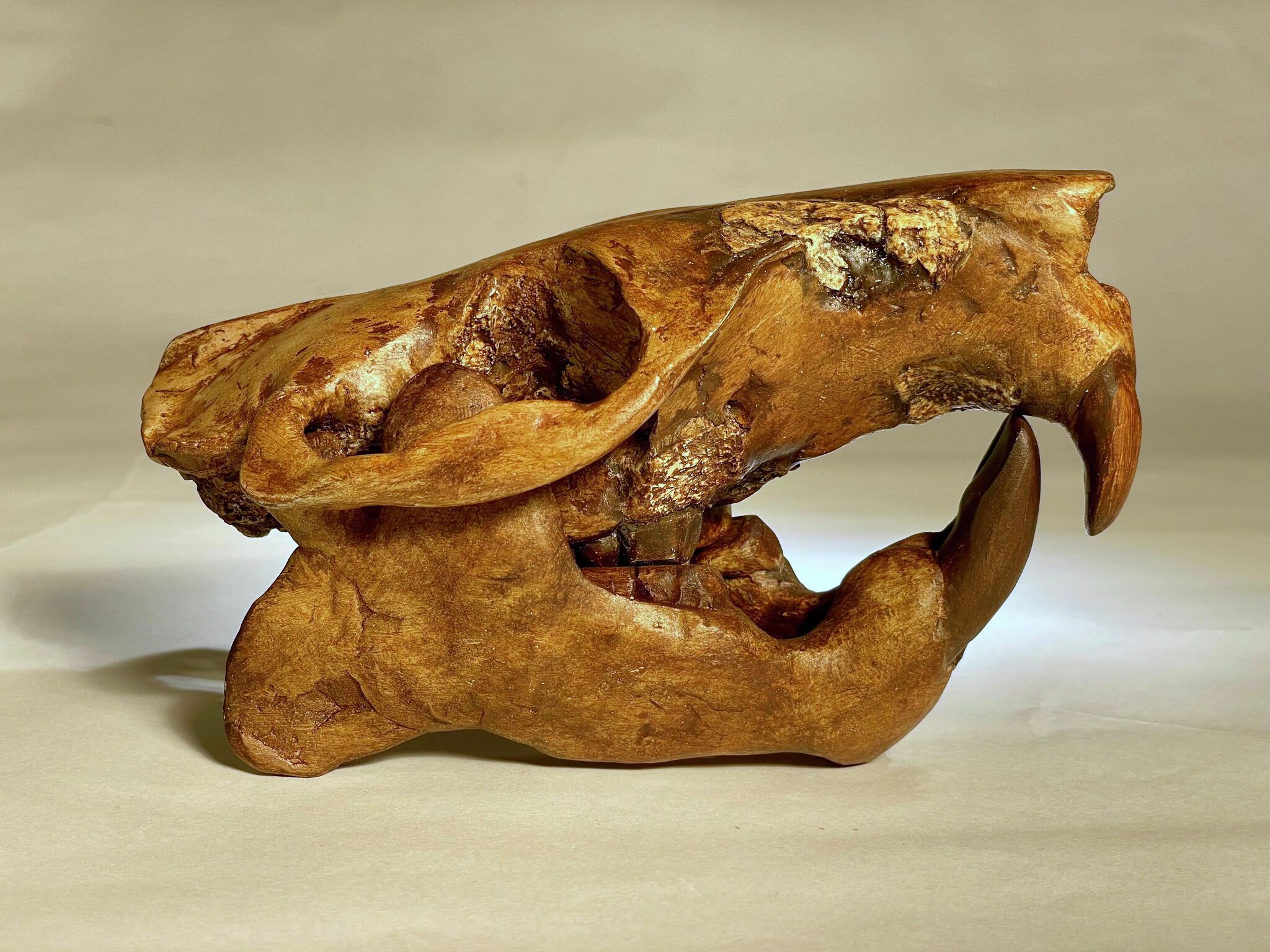Newly discovered Texas beaver species named after Buc-ee's