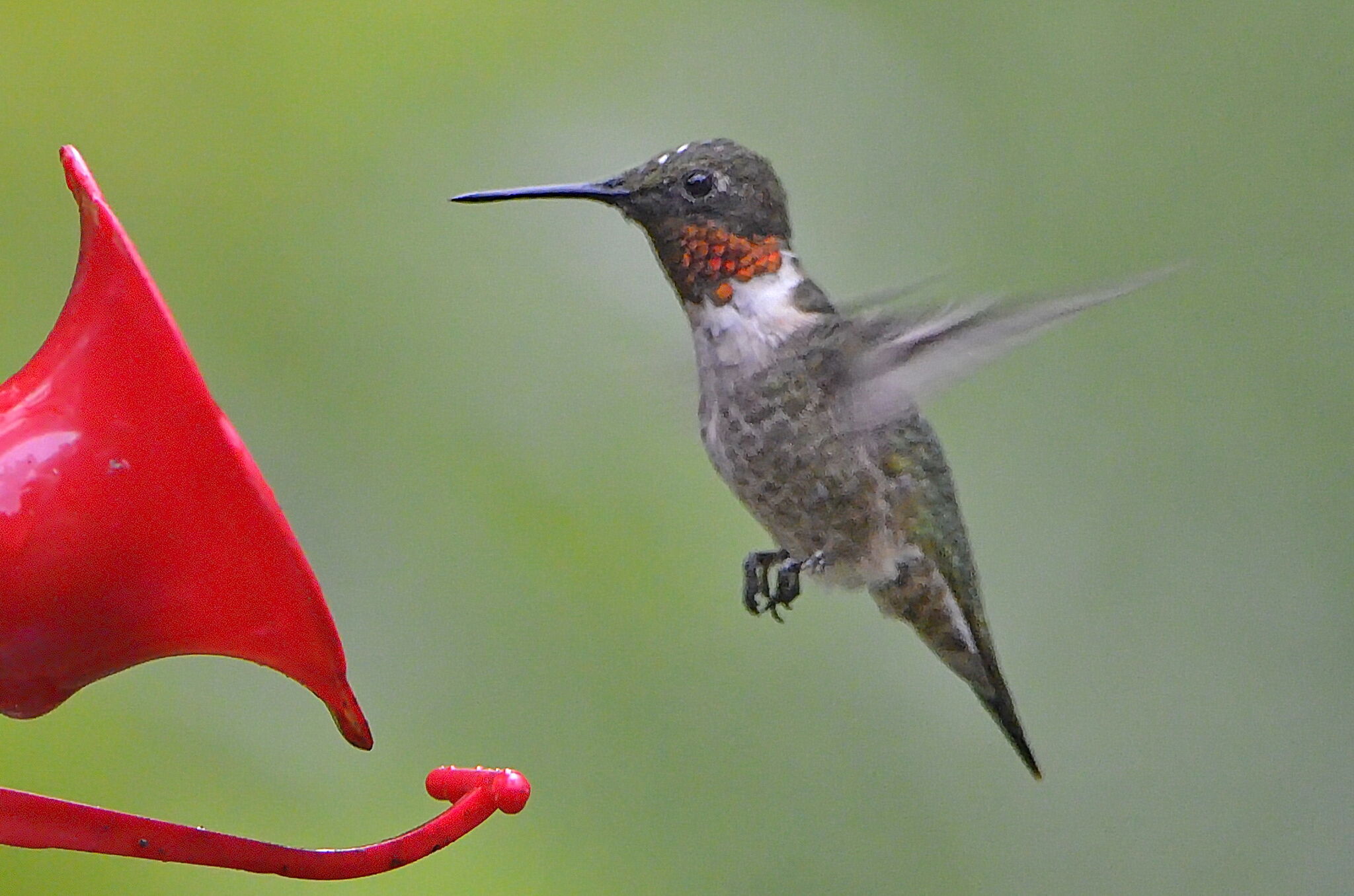 Lounsbury says the redwing blackbird is a better indicator of spring