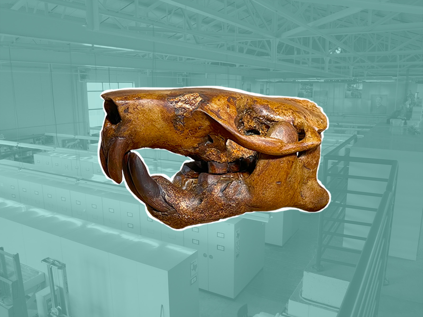 Buc-ee's lends name to ancient beaver rediscovered at UT Austin