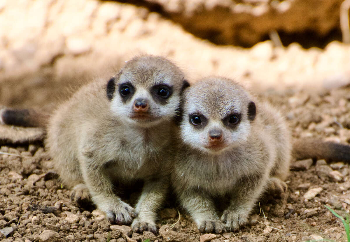 Baby meerkats are at Houston Zoo and visitors can see them