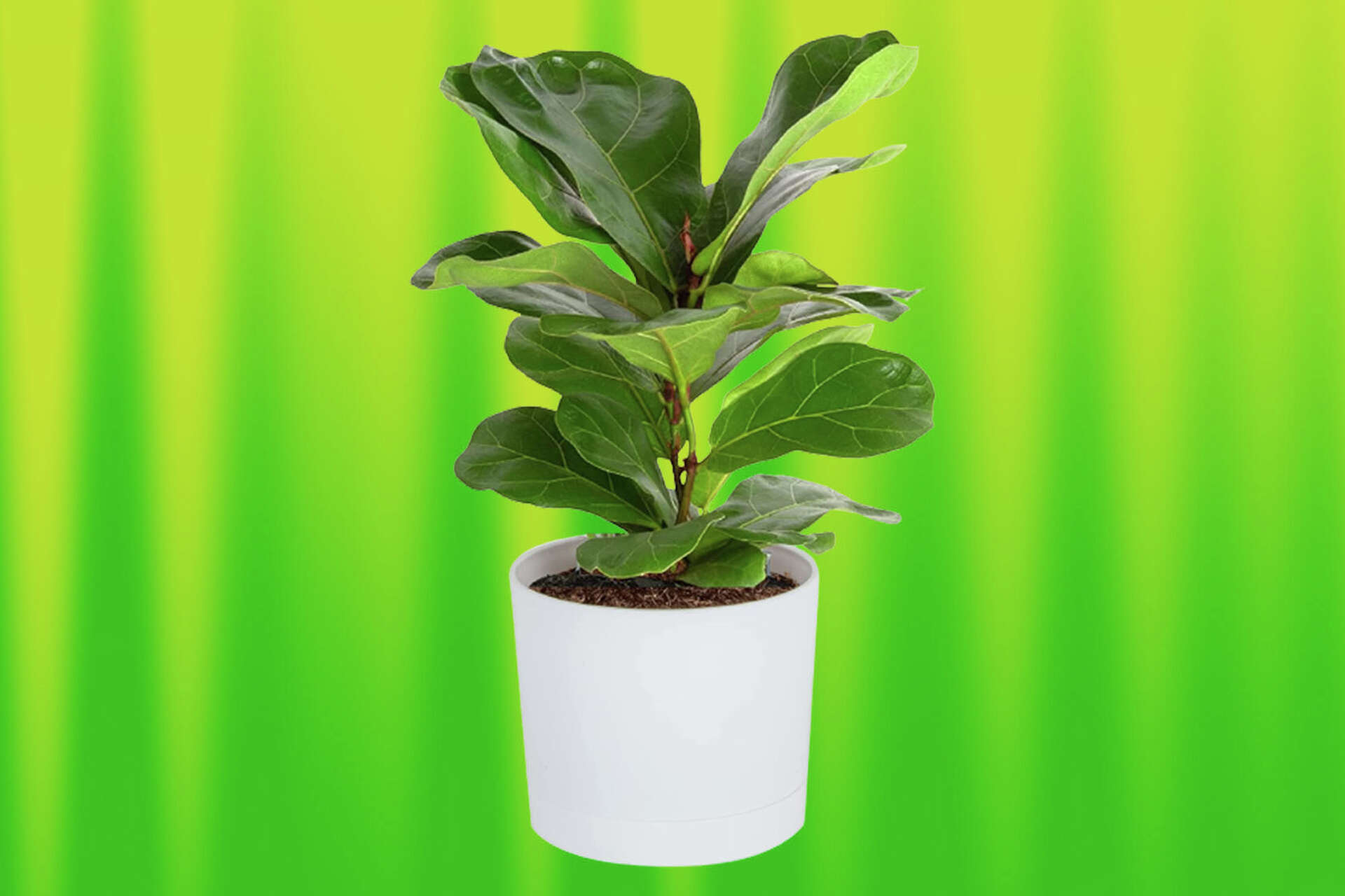 This fiddle leaf fig tree from Amazon will green up your space for $16