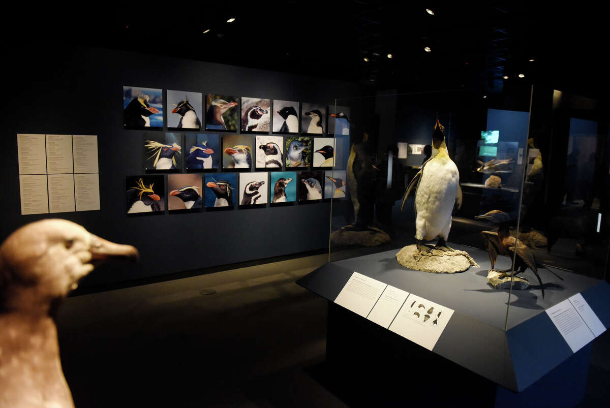 Renovated Bruce Museum showcases its best for its grand opening
