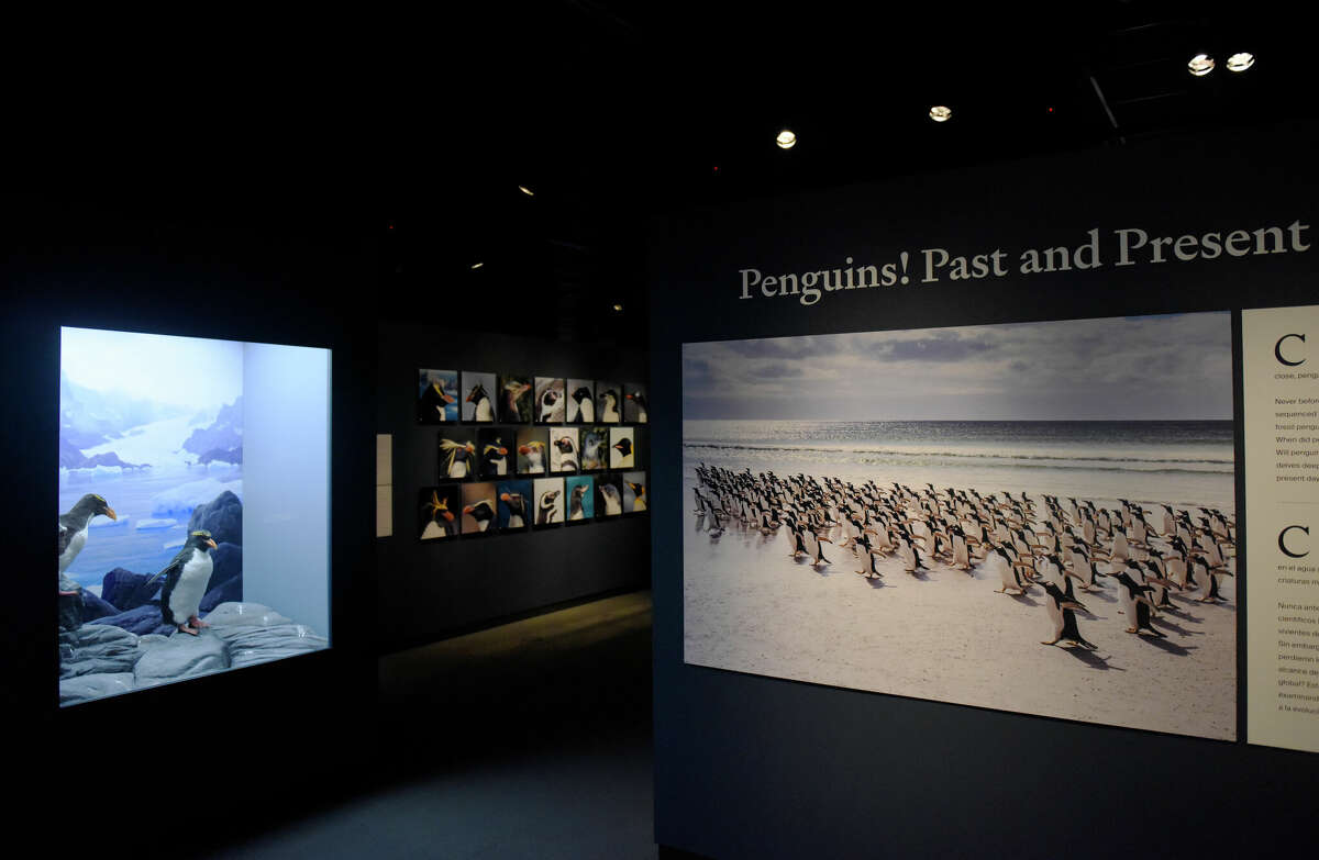 Renovated Bruce Museum showcases its best for its grand opening