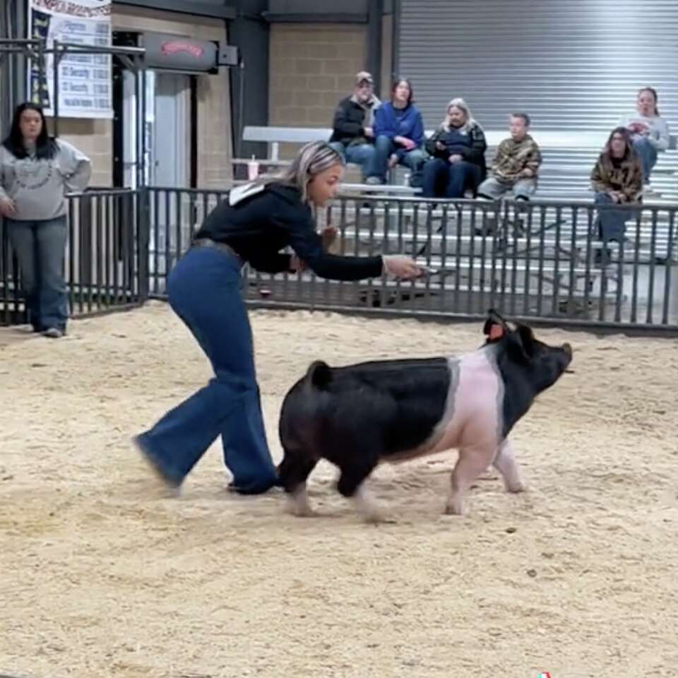 Pig's walk at East Texas livestock show goes viral on TikTok