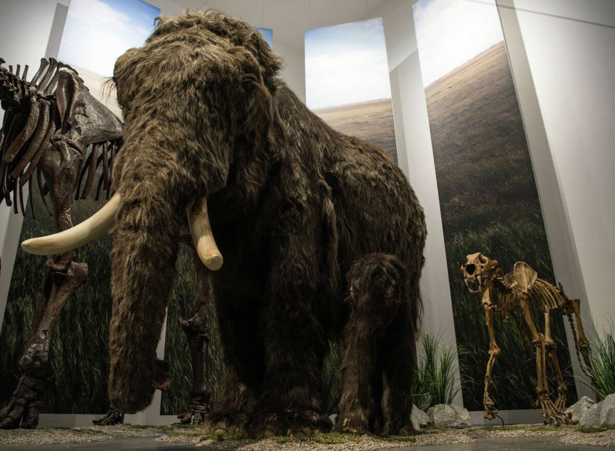 Woolly Mammoth Meatball Created by Lab Food-Tech Company