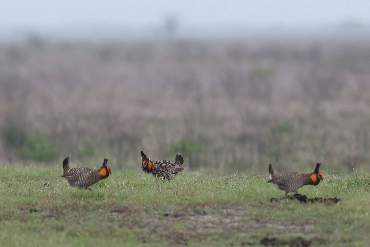 Can a breed of prairie chicken that lives only in Texas be saved?