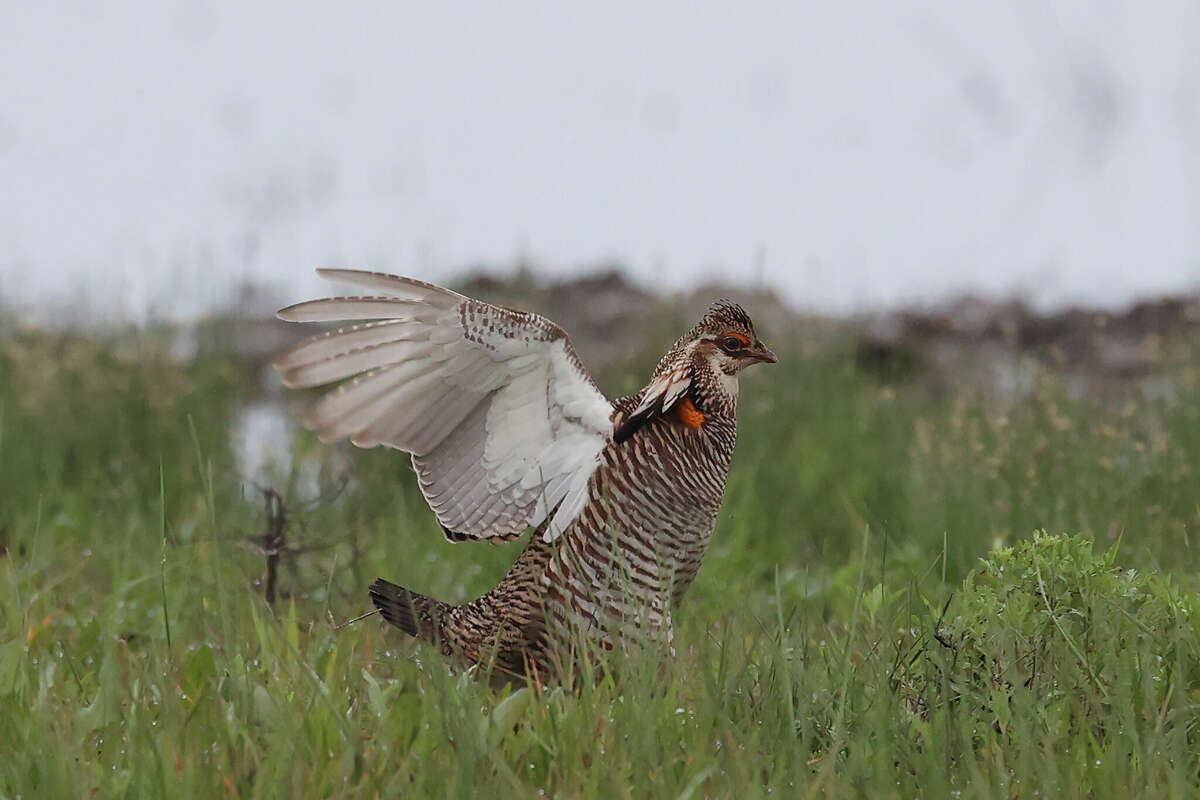 Can a breed of prairie chicken that lives only in Texas be saved?