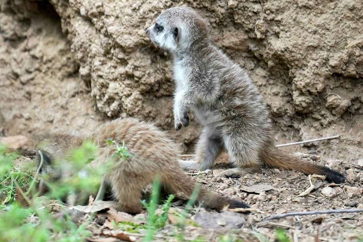 Baby meerkats are at Houston Zoo and visitors can see them