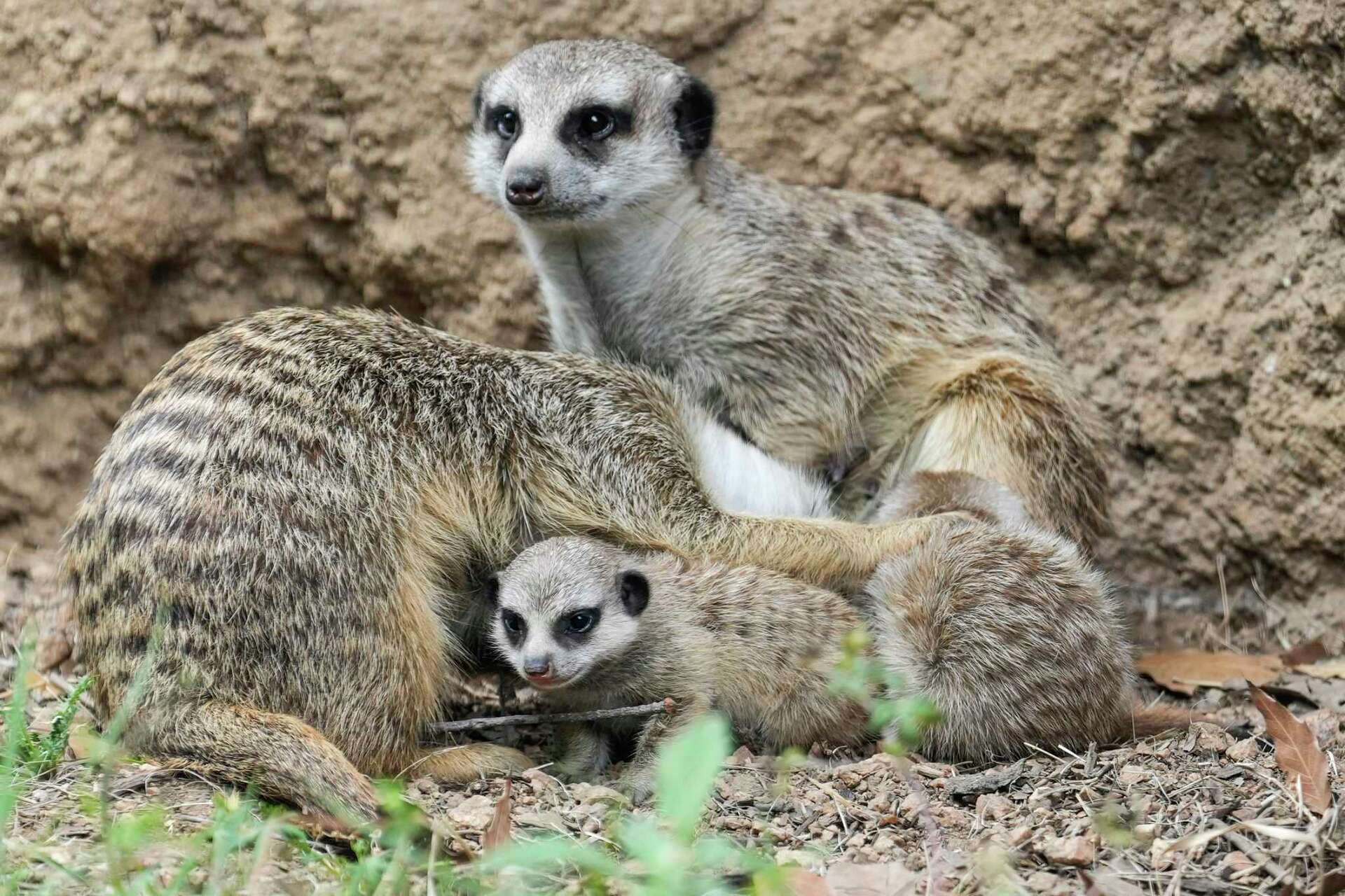 Baby meerkats are at Houston Zoo and visitors can see them