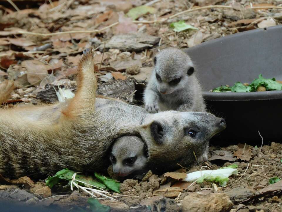 2 baby meerkats born at Houston Zoo make public debut