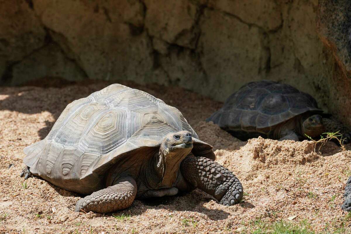 First look at Houston Zoo's completed $70-million 'Galápagos Islands'