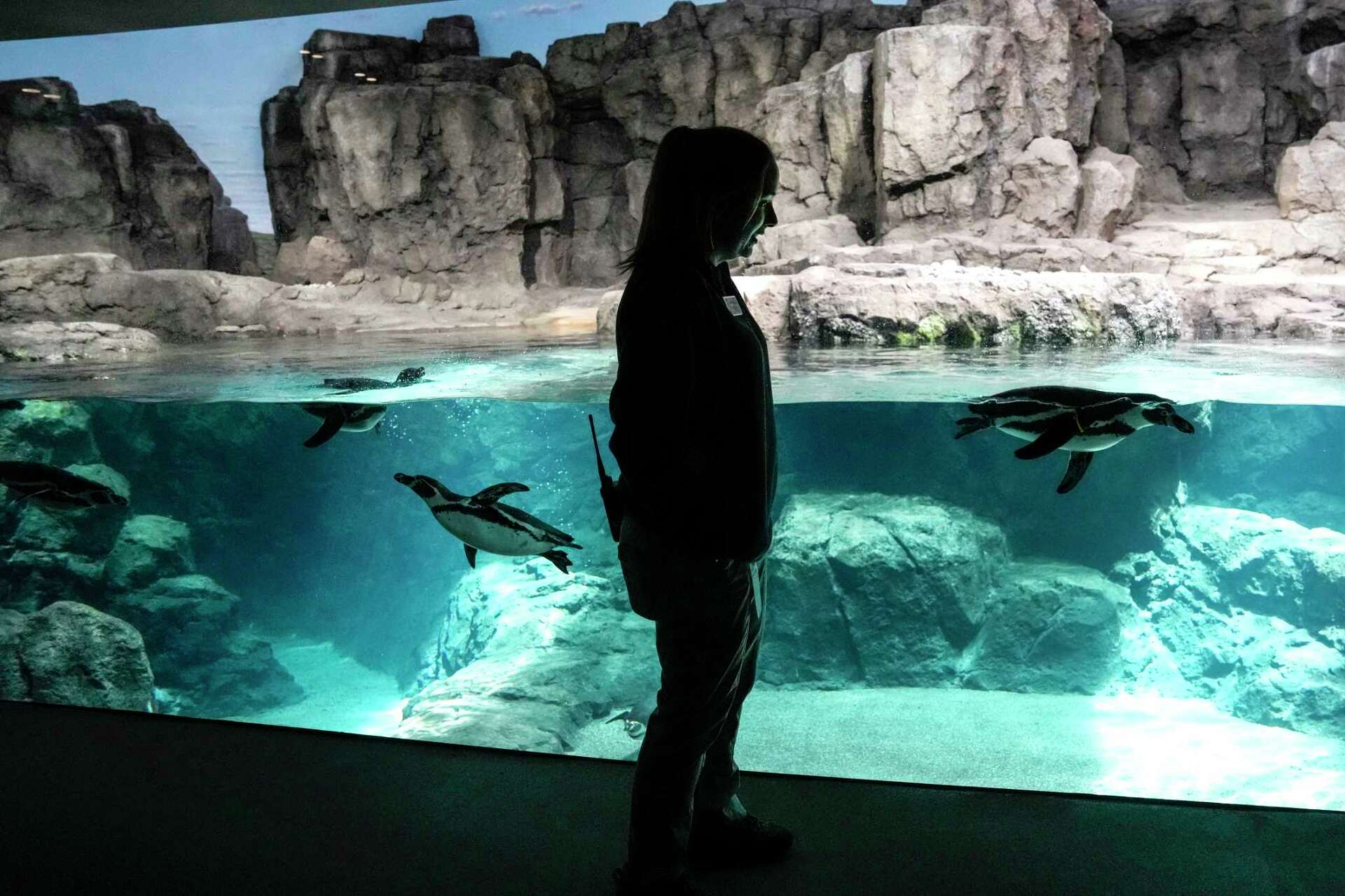 Houston Zoo makes history with perfect accreditation evaluation