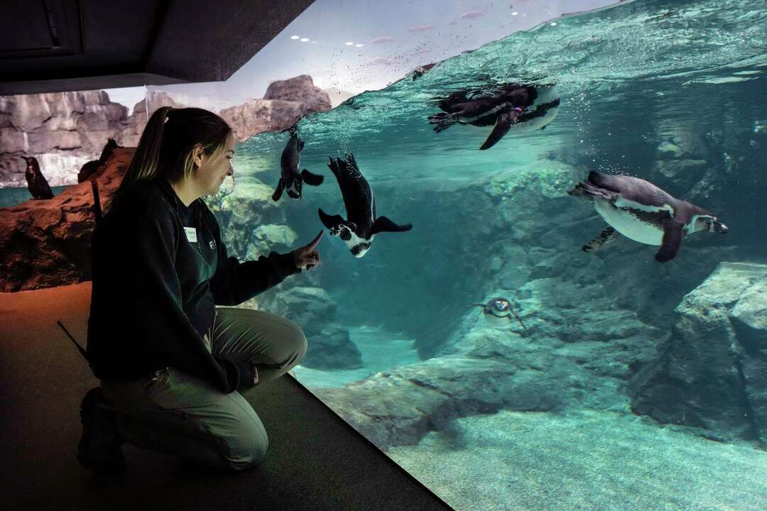 Houston Zoo shows off new Galápagos Island penguin exhibit