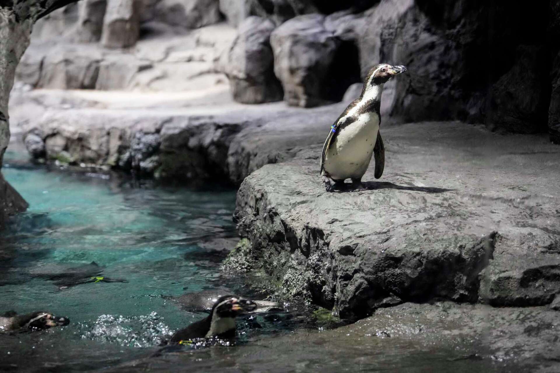 Houston Zoo penguins temporarily exit Galápagos Islands habitat