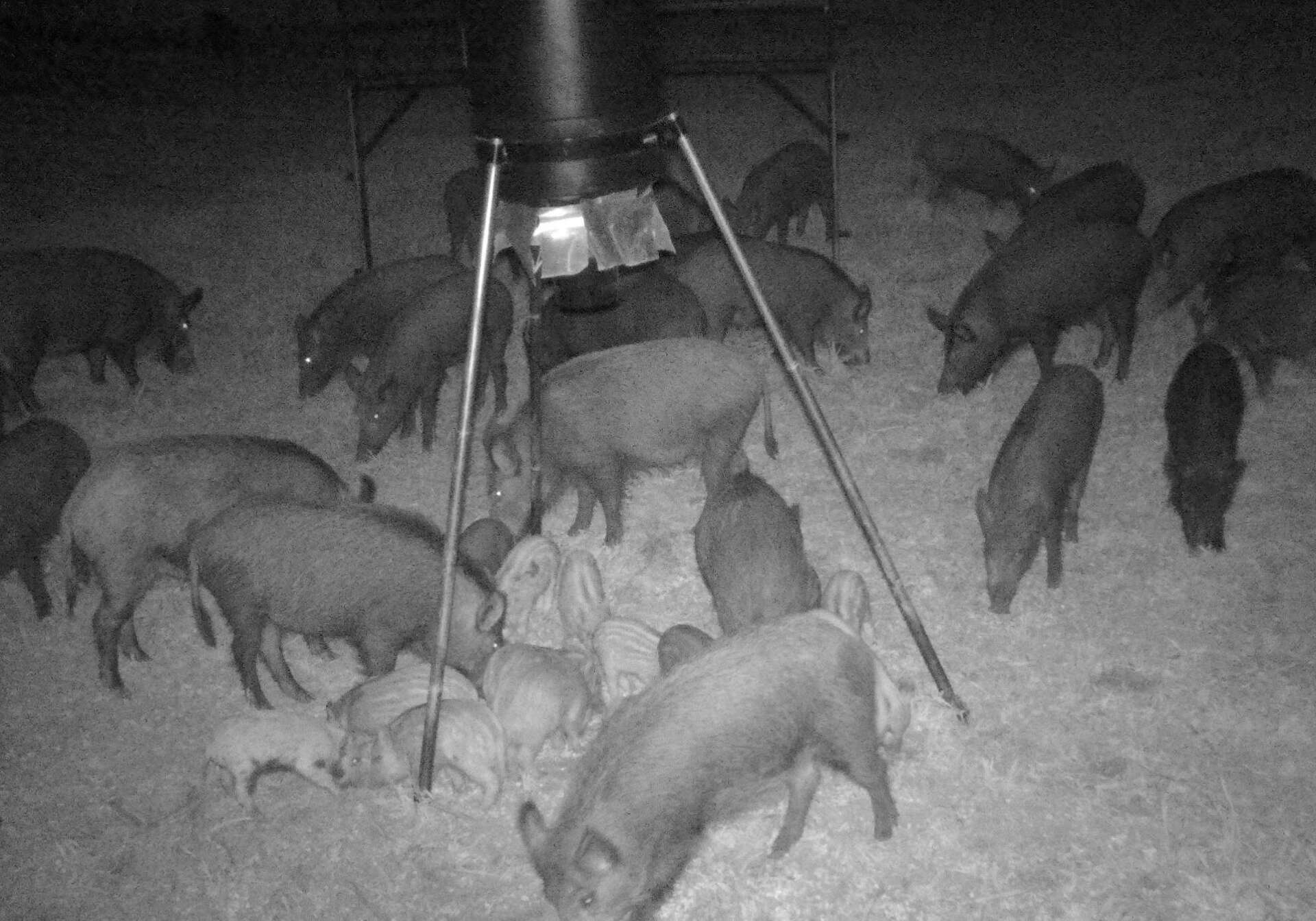 what will kill wild hogs