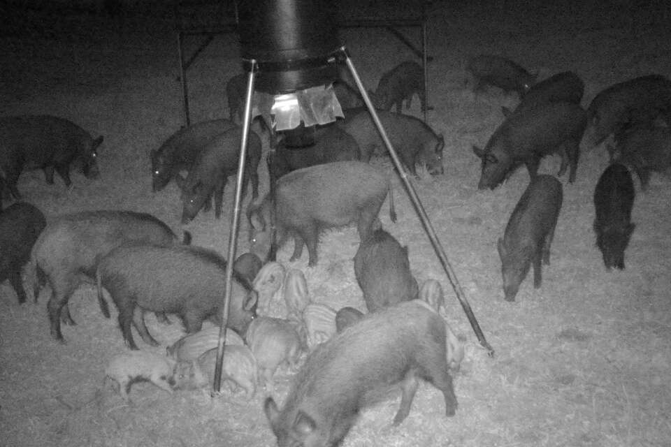 New feral hog poison building steam after slow start in Texas