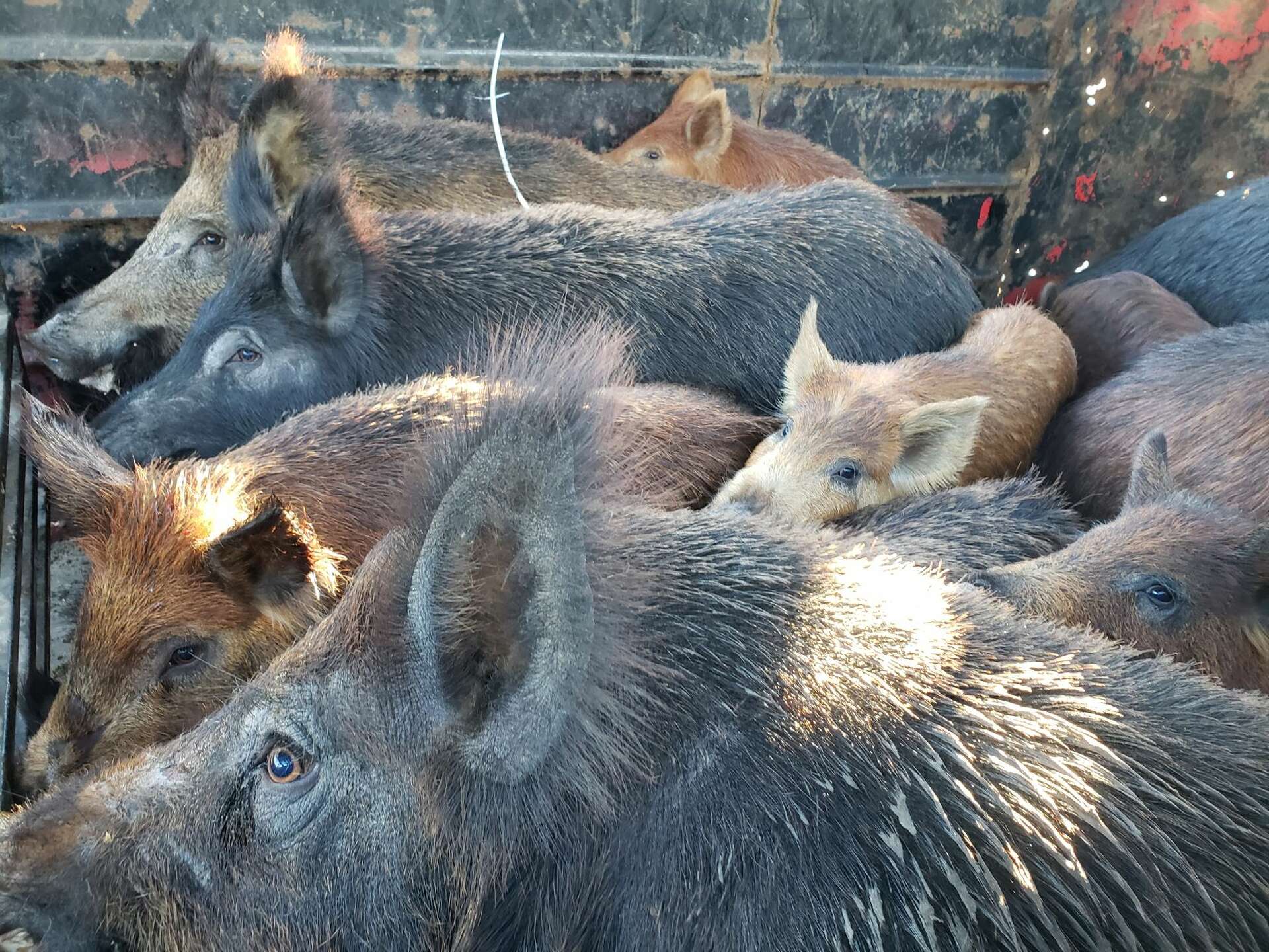 Texans see uptick in feral hog sightings with change in weather