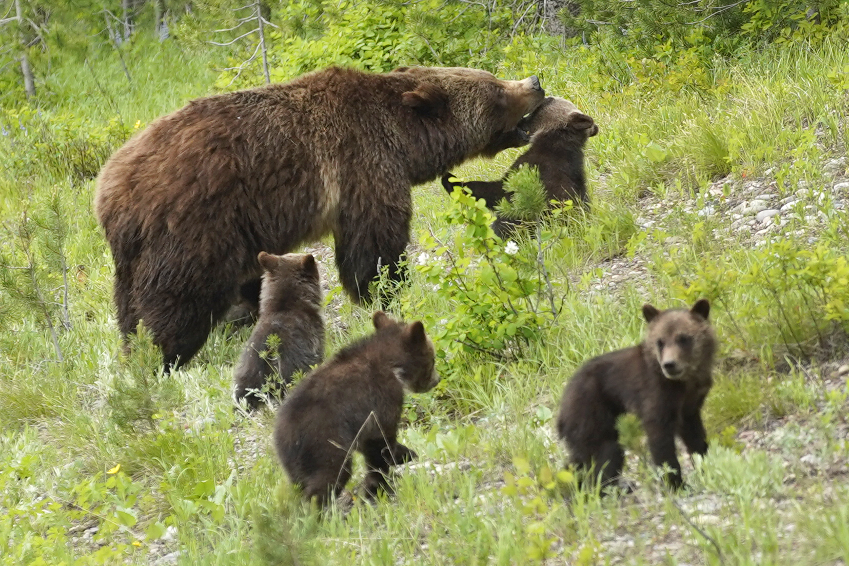 Grizzly 399 Is Set To Break Record In Yellowstone Area