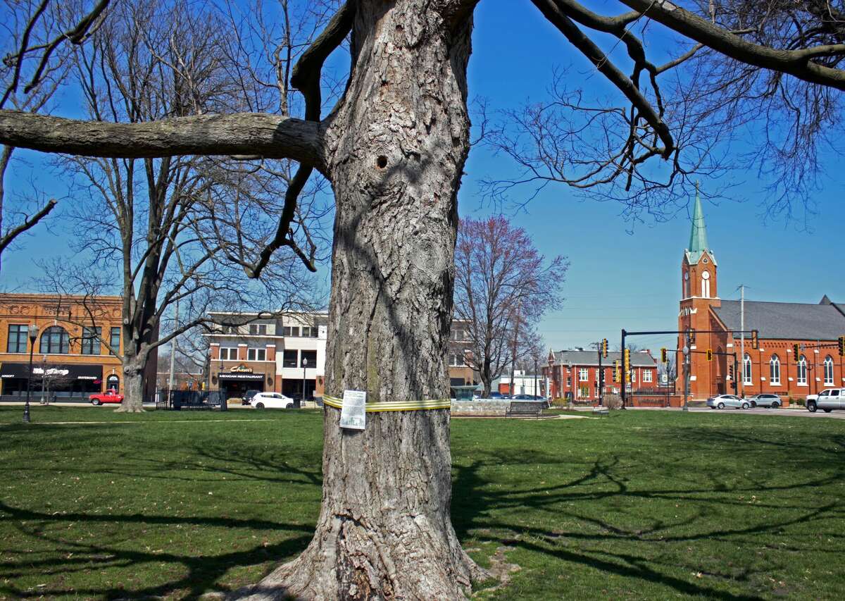 125-year-old maple tree in Edwardsville's City Park to be removed
