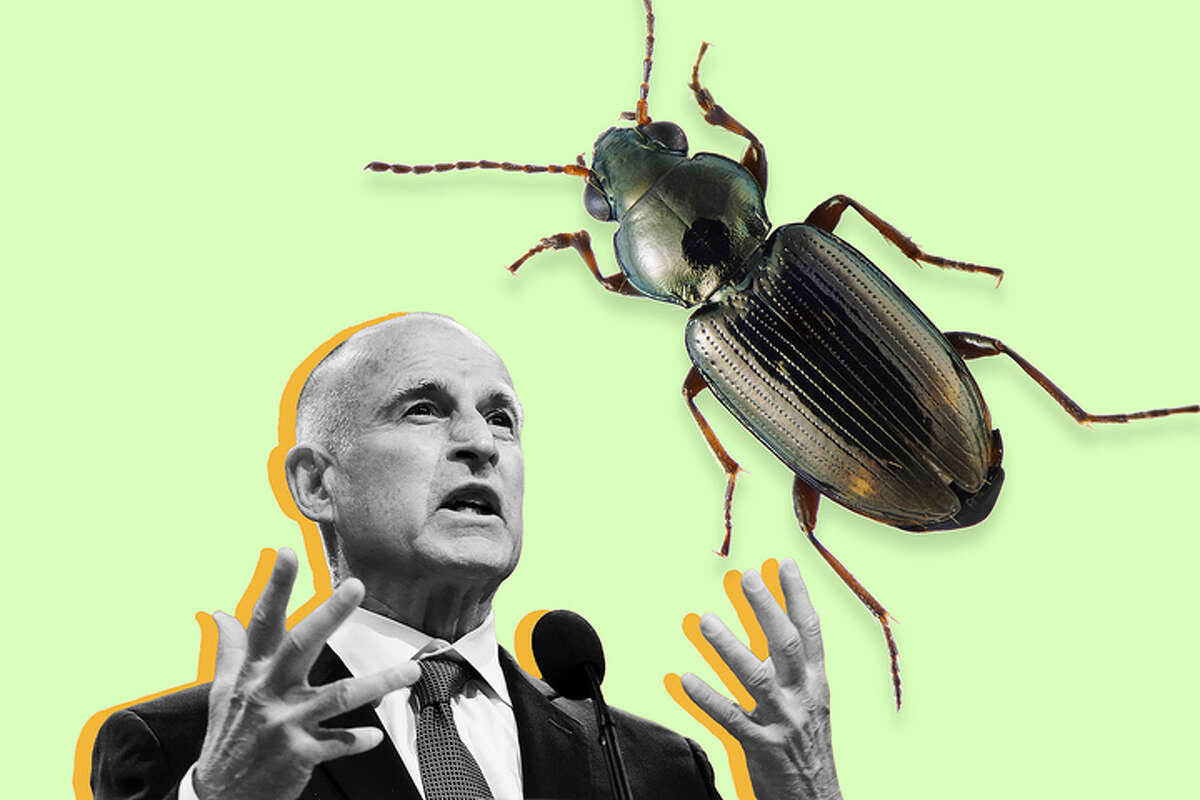 A new bug was named after Jerry Brown. It kind of makes sense.
