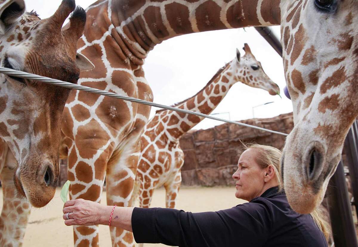 Houston girls basketball: Cy Ridge handles Westside