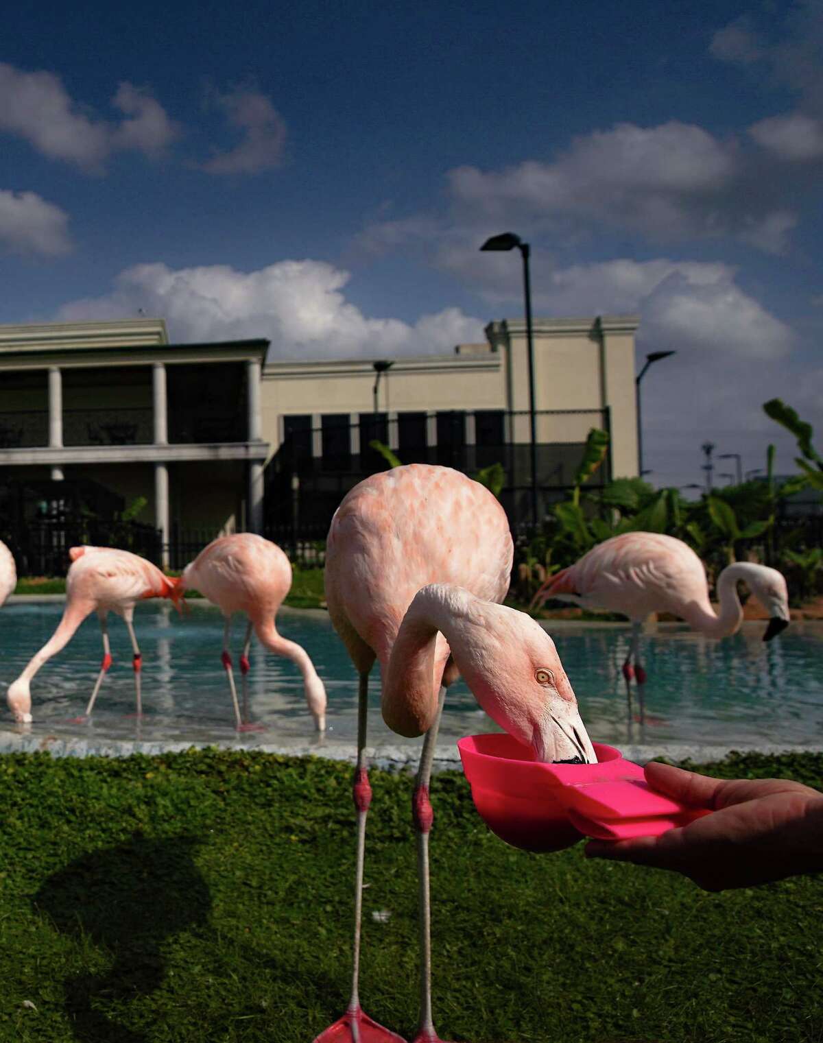 Houston girls basketball: Cy Ridge handles Westside