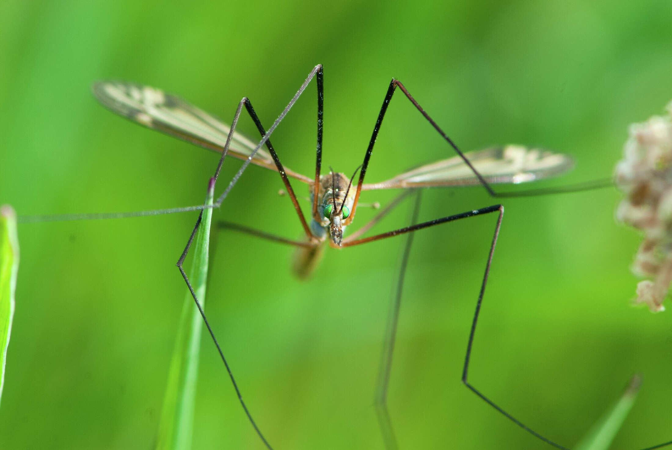 Do mosquito hawks eat mosquitoes? What to know about the flying insect