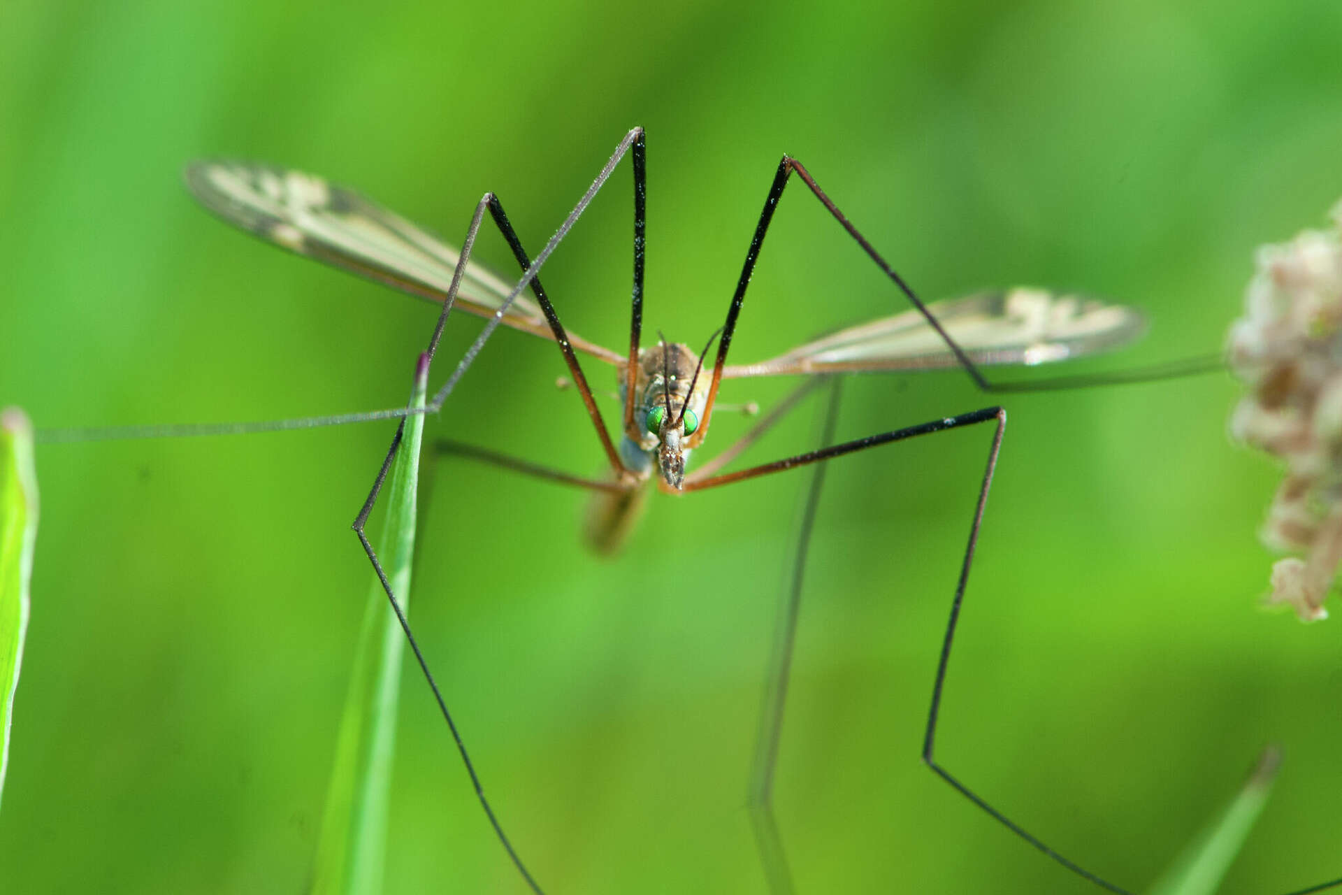 Crane flies: Why are there so many mosquito hawks in Houston