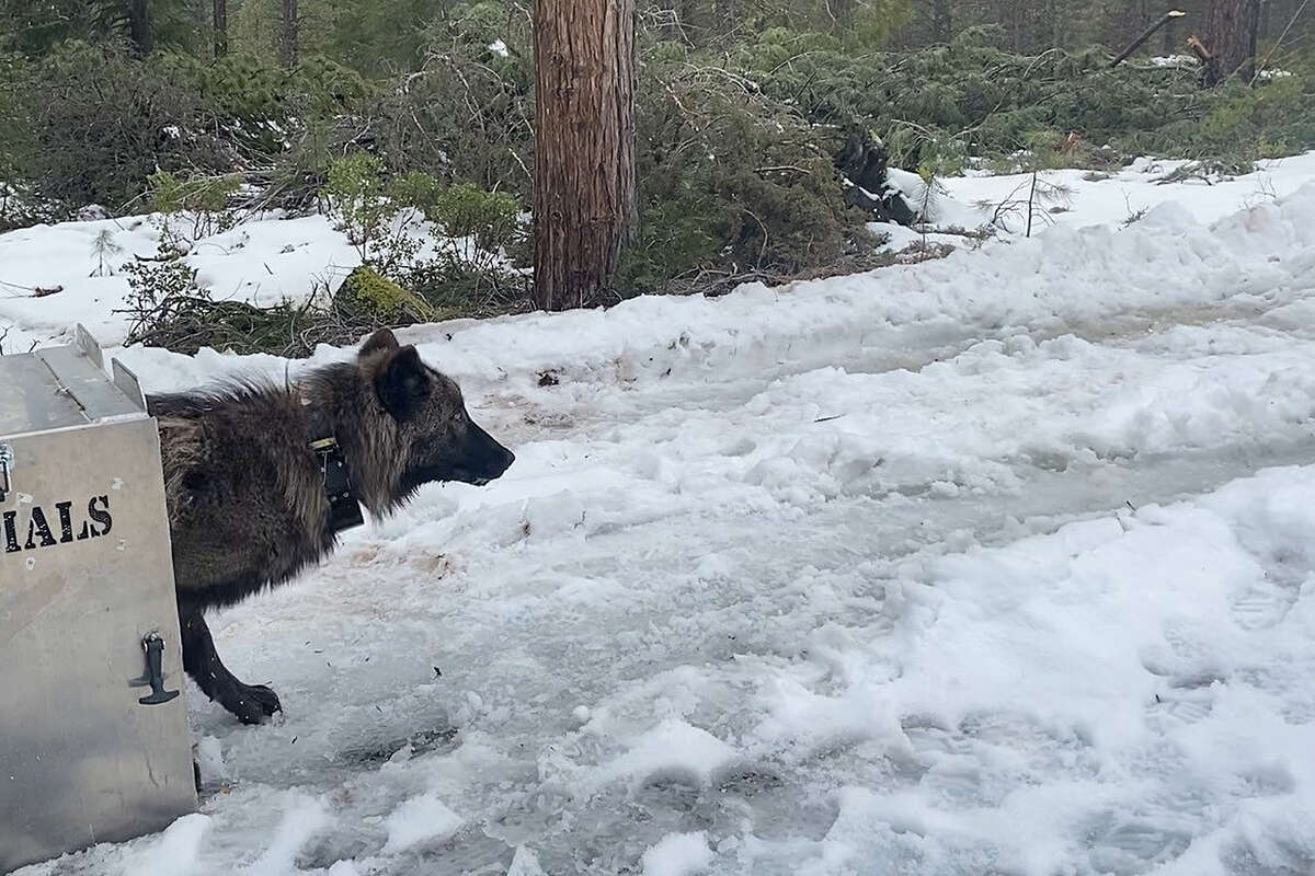 Cow-killing Calif. wolves captured in dramatic helicopter hunt