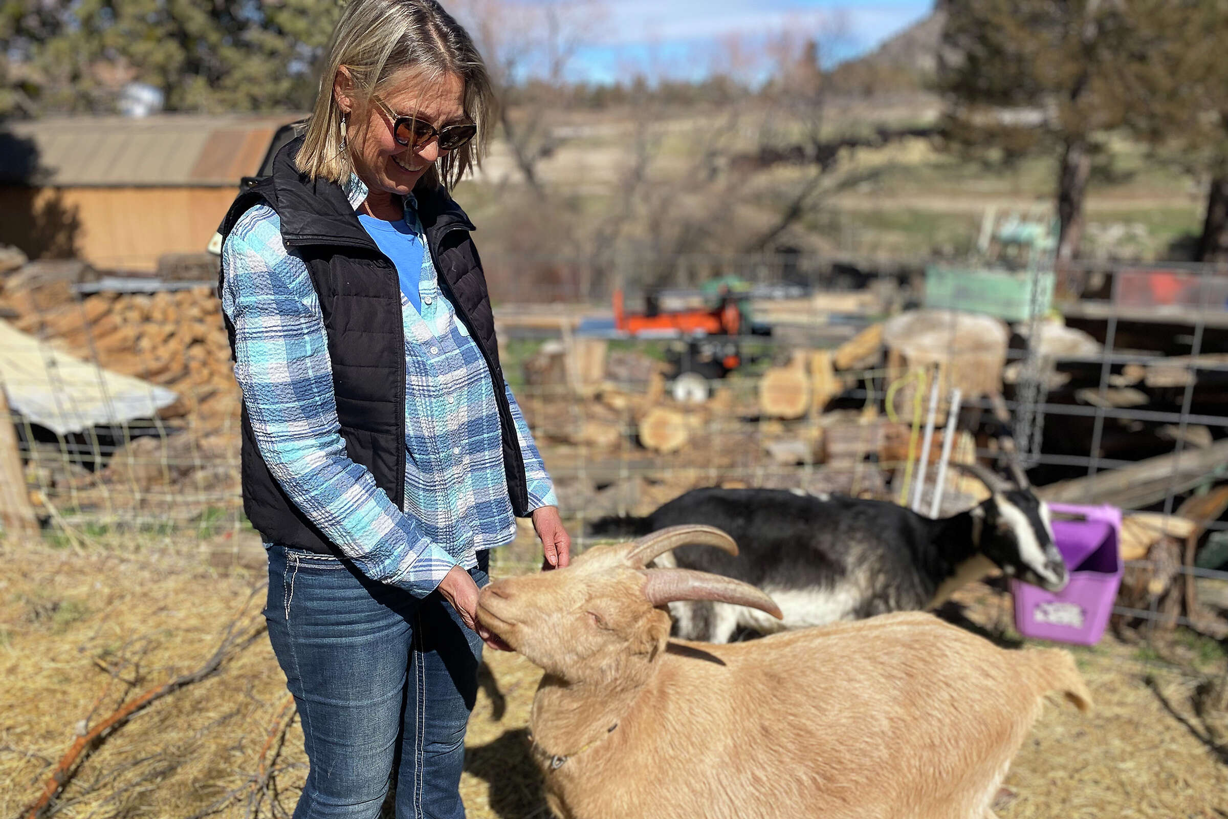 Cow-killing Calif. wolves captured in dramatic helicopter hunt