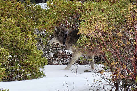 Wolves continue remarkable comeback with 3 new packs in NorCal