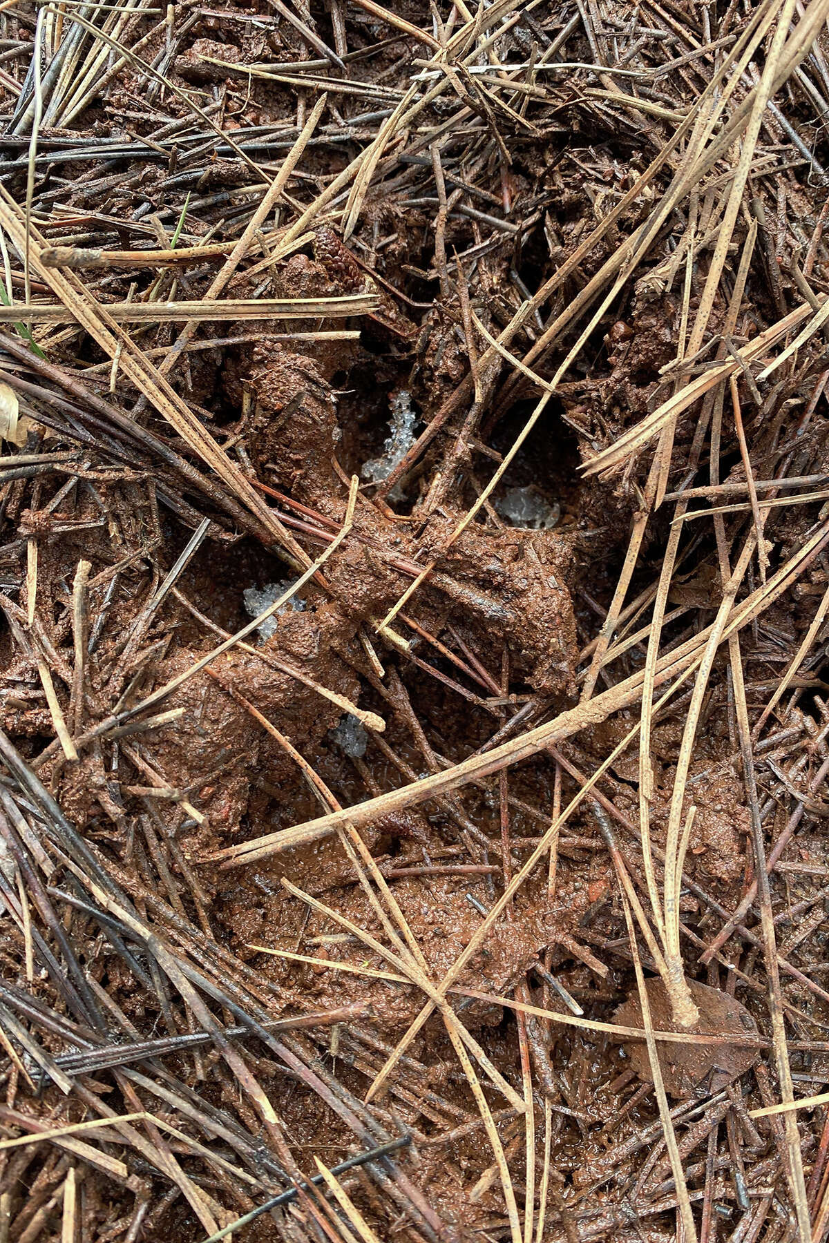 Cow-killing Calif. wolves captured in dramatic helicopter hunt