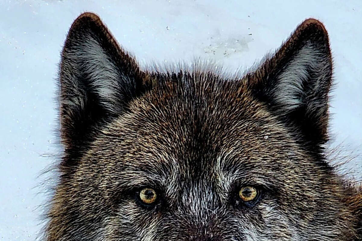 Cow-killing Calif. wolves captured in dramatic helicopter hunt