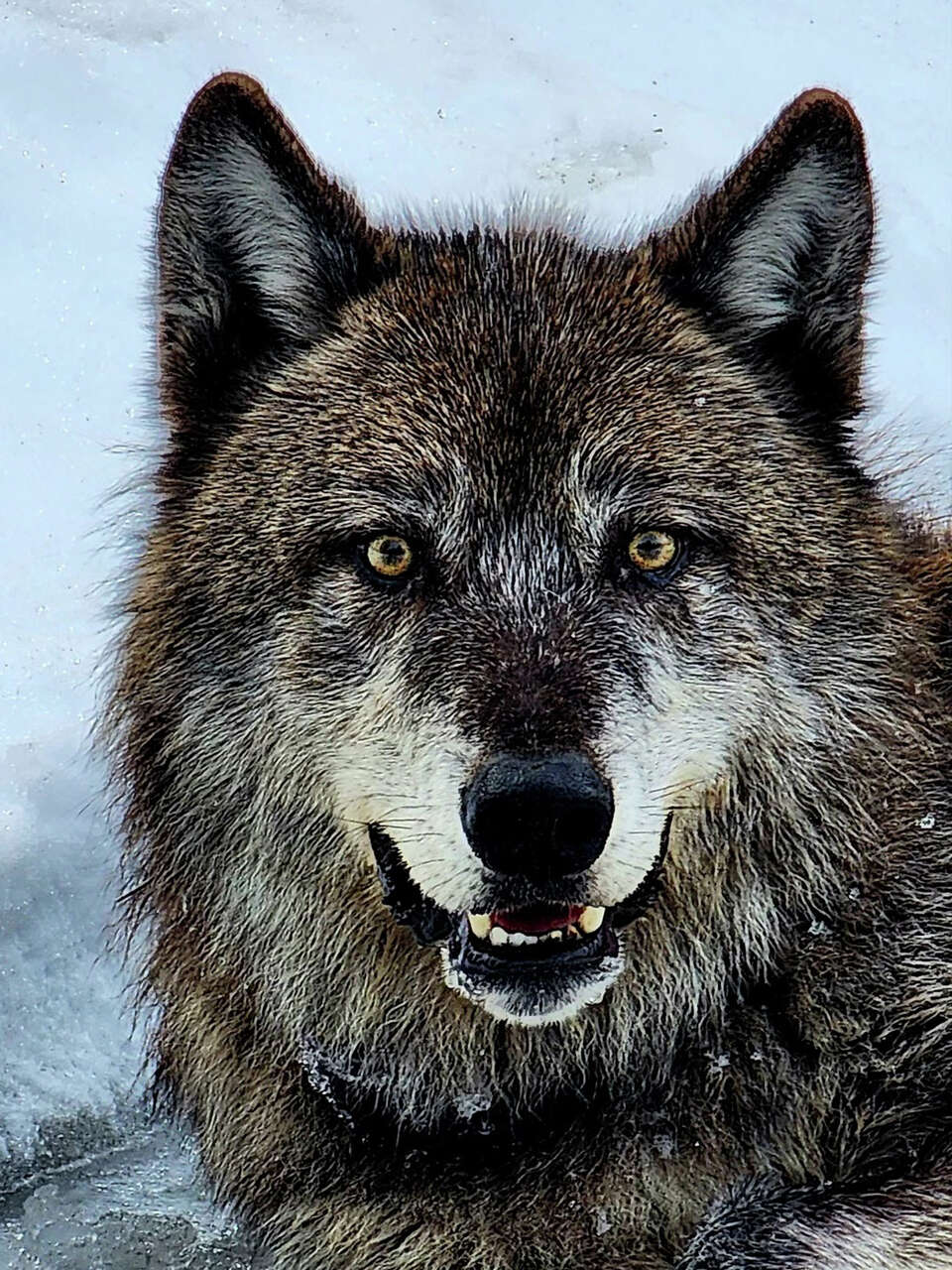 Cow-killing Calif. wolves captured in dramatic helicopter hunt