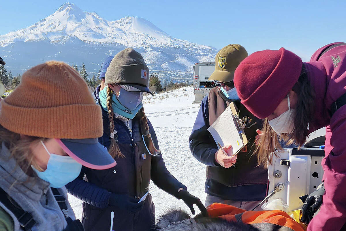 Cow-killing Calif. wolves captured in dramatic helicopter hunt