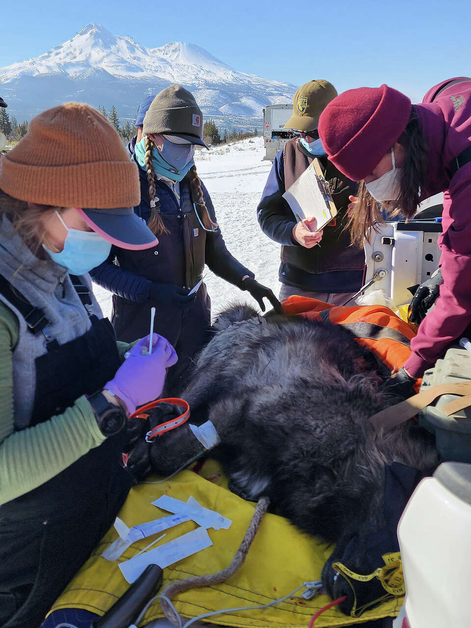 Cow-killing Calif. wolves captured in dramatic helicopter hunt