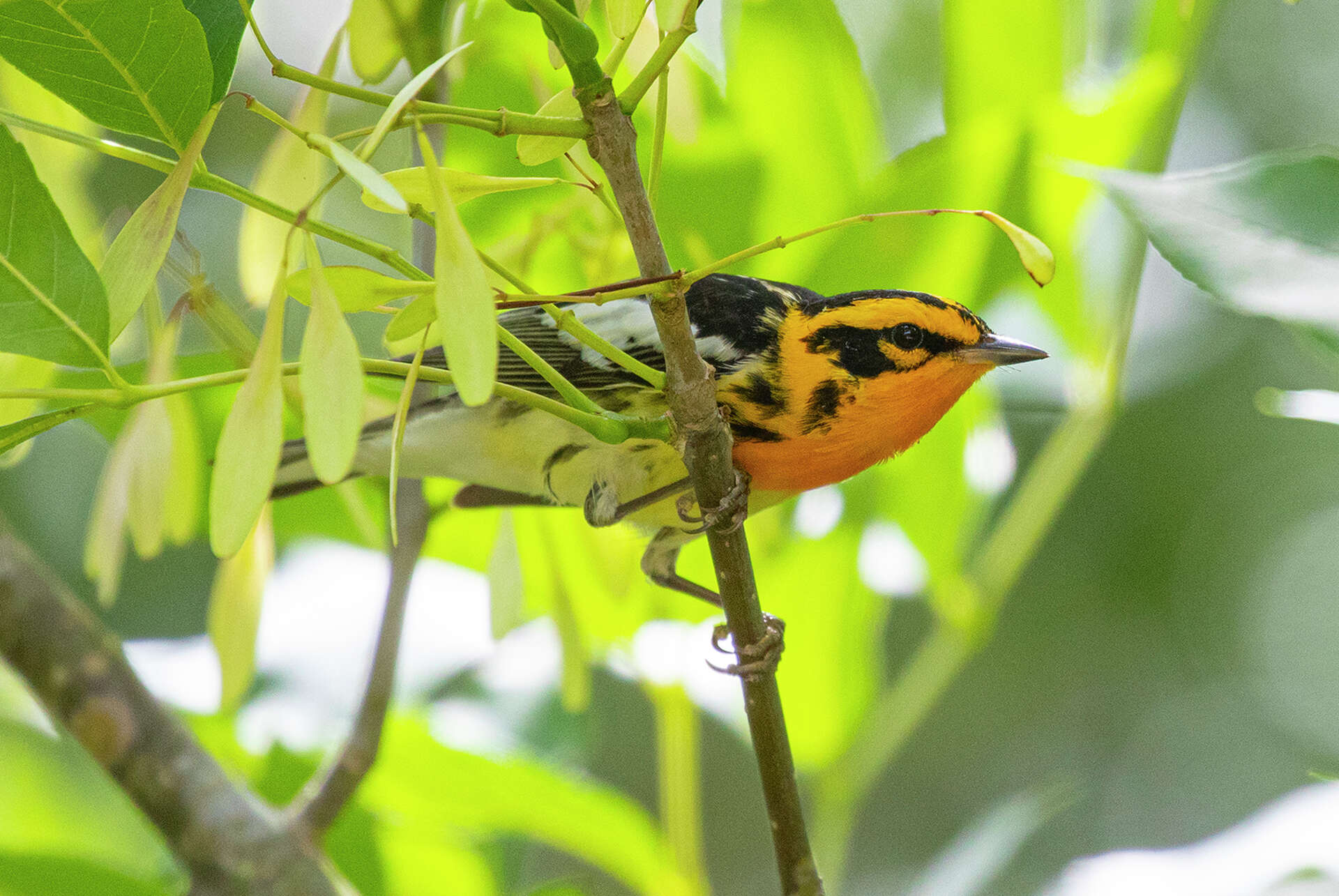 Neotropical songbirds arrive in the trees at High Island