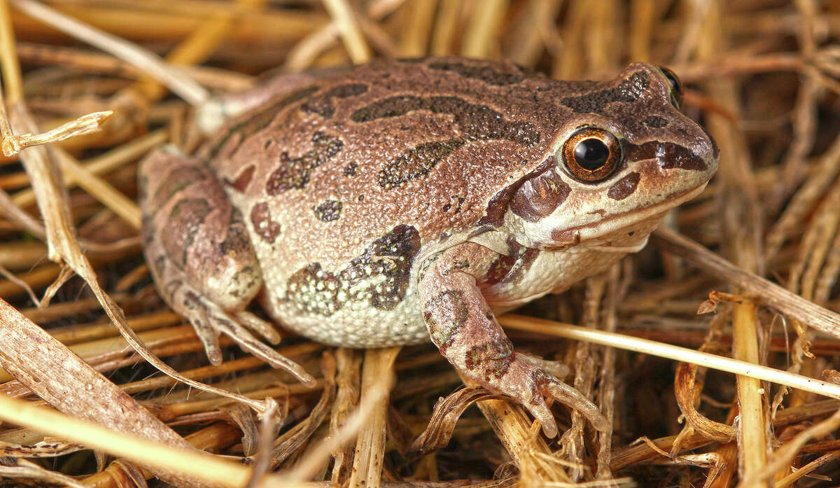 Meredosia National Wildlife Refuge to get new wetlands