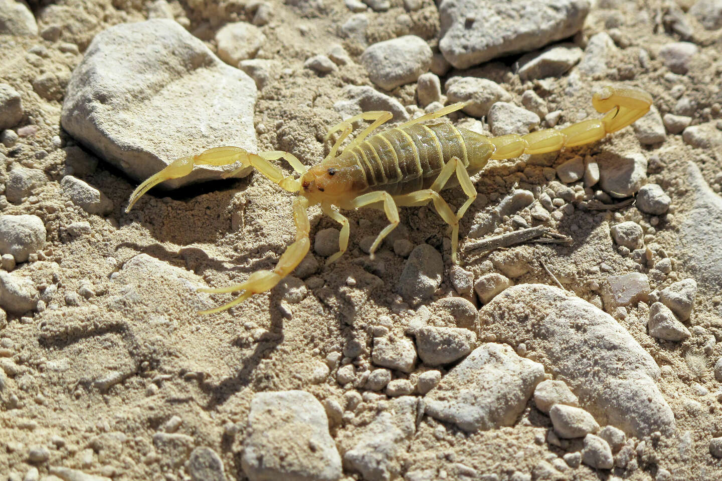 Texas scorpions: What to look out for and tips to avoid