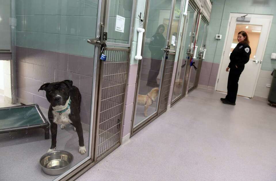 New 4.8M Dan Cosgrove Animal Shelter in Branford opens