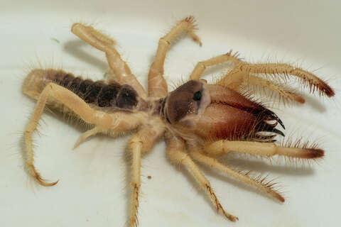 Texas scorpions: What to look out for and tips to avoid