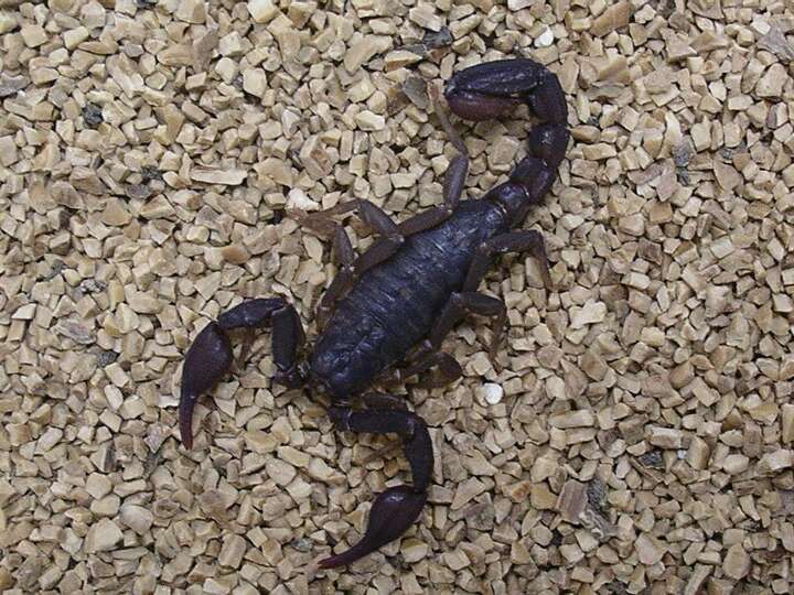 Texas scorpion guide: Identification and prevention tips