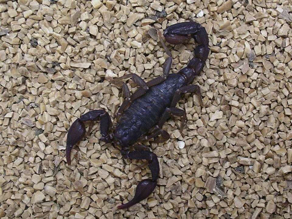 Texas scorpions: What to look out for and tips to avoid